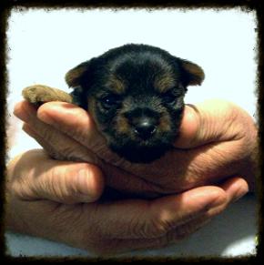 Sweet Creations Yorkies and Biewer Yorkies