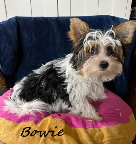 Sweetcreations Jeanette's Yorkies